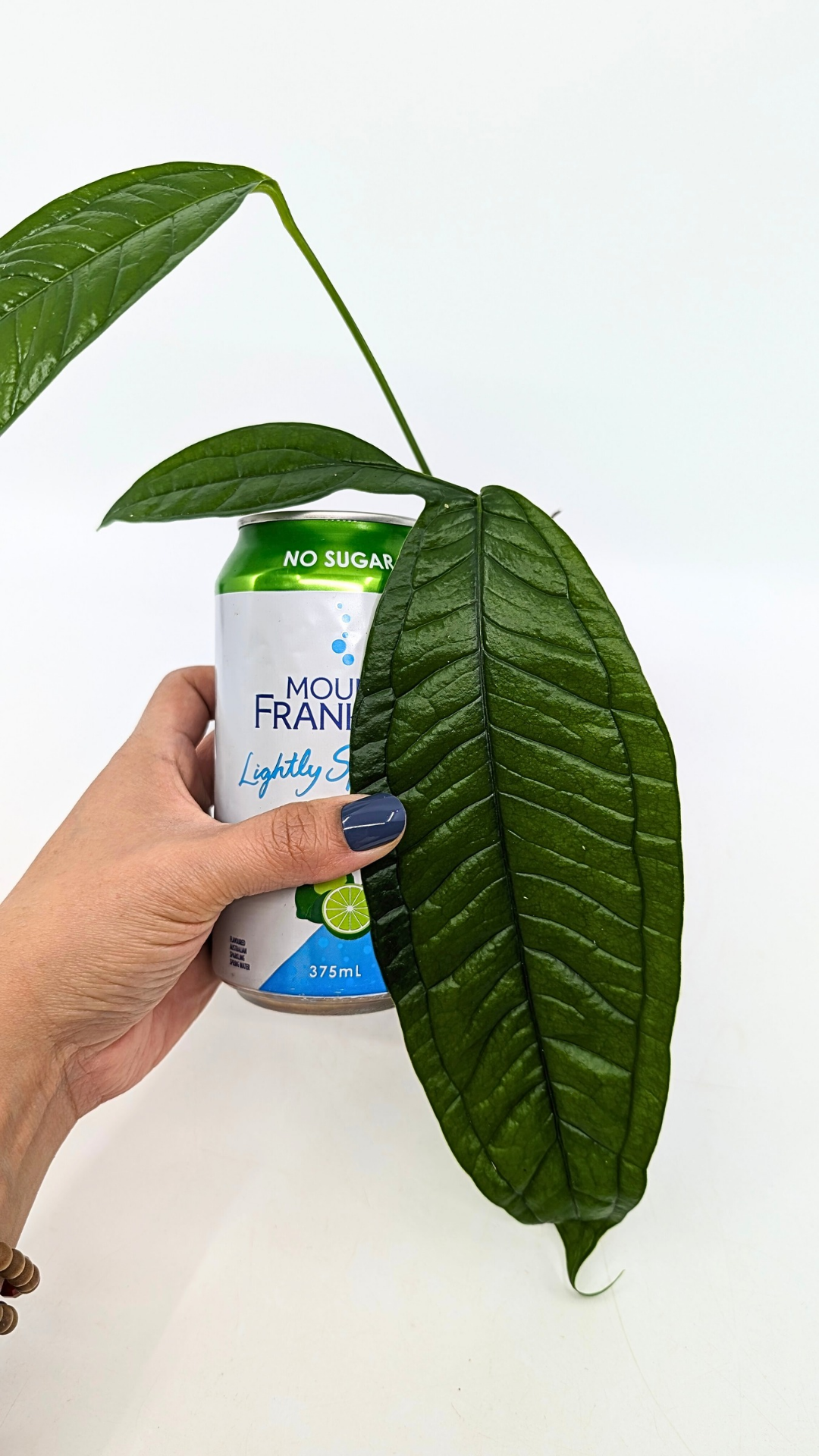 Anthurium Moonenii — The Leaf Gallery