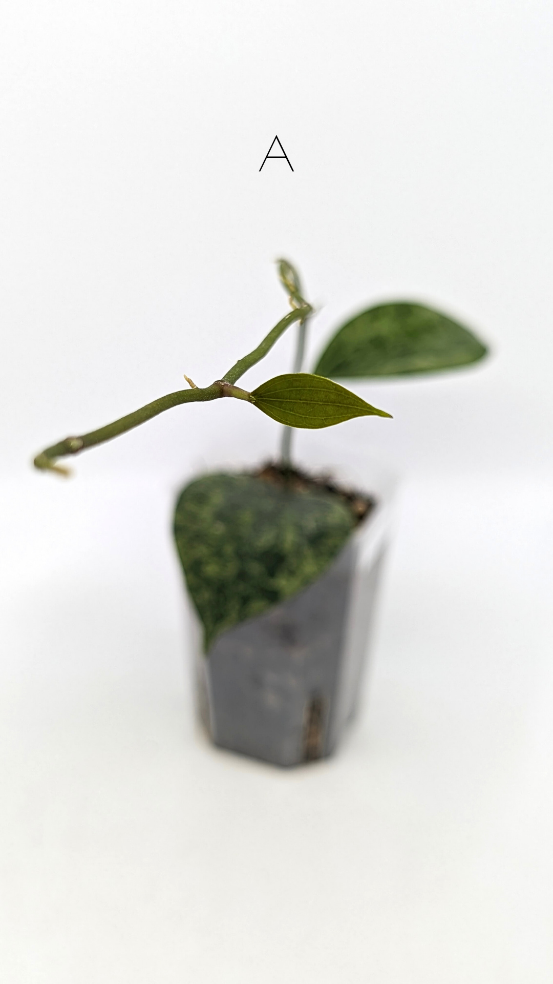 Hoya Rangsan — The Leaf Gallery