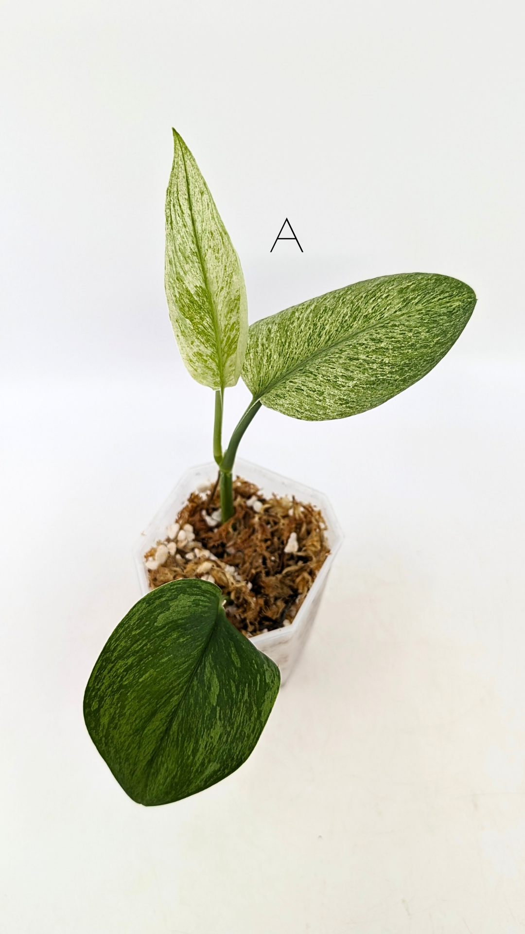 Scindapsus Treubii Moonlight Mint Varigated — The Leaf Gallery