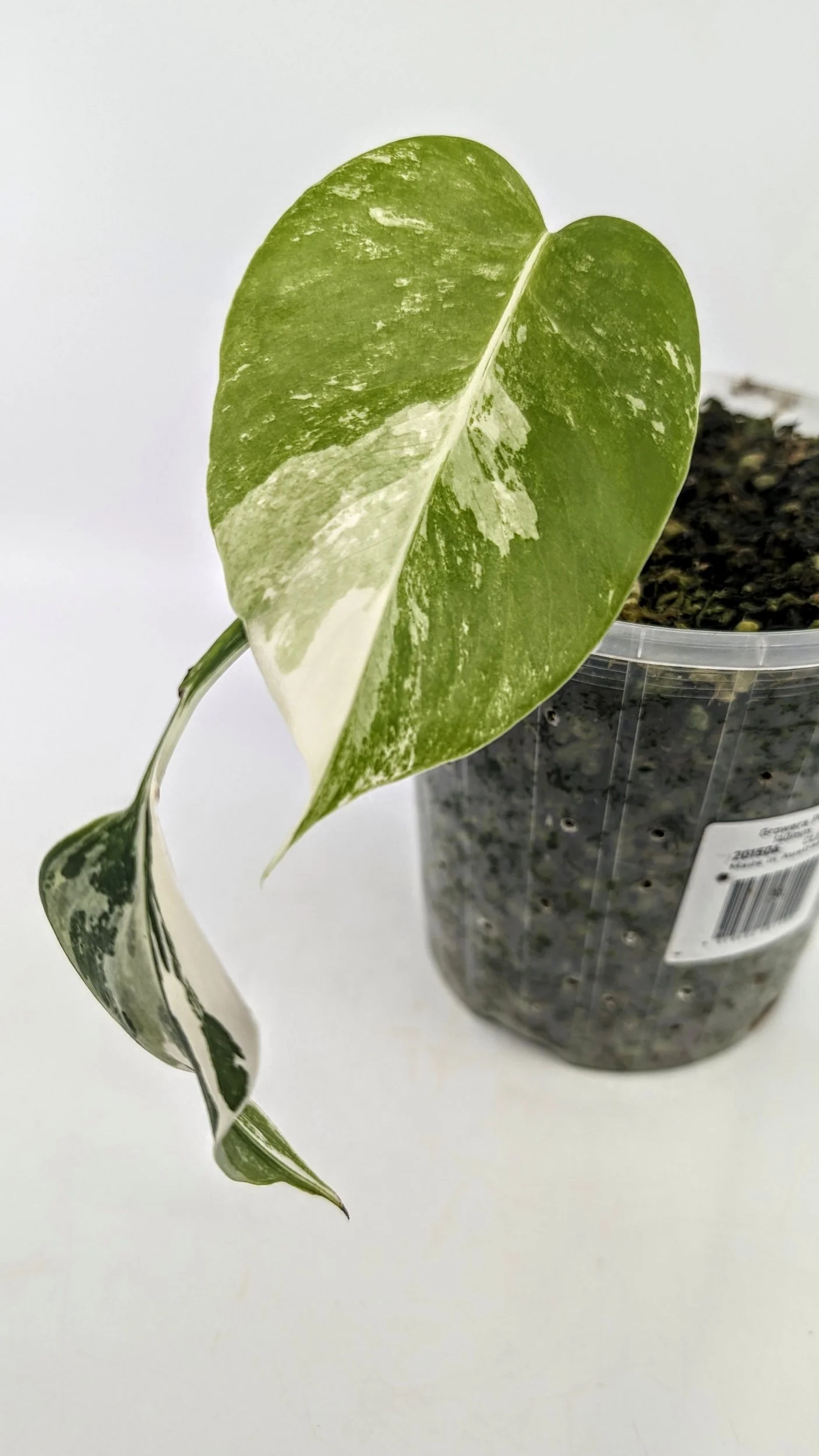 Monstera Albo Varigated — The Leaf Gallery