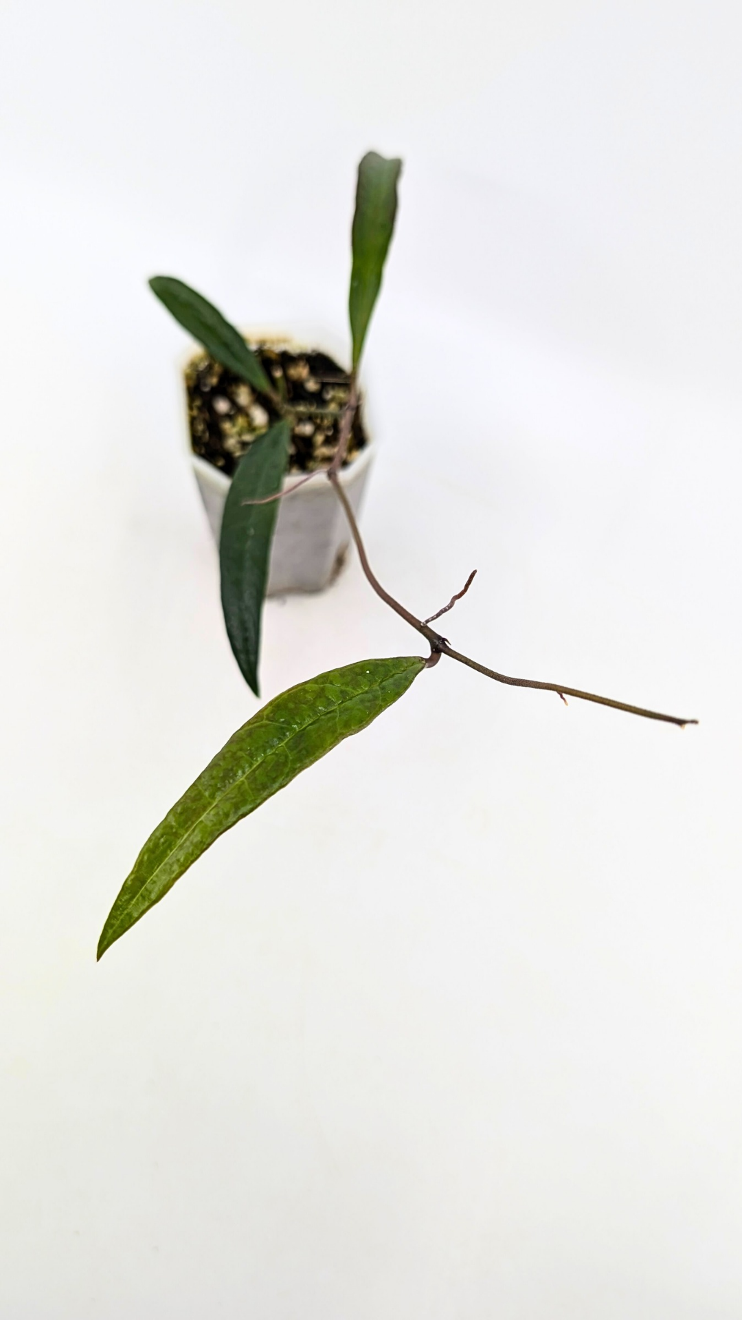Hoya Sulawesiana — The Leaf Gallery