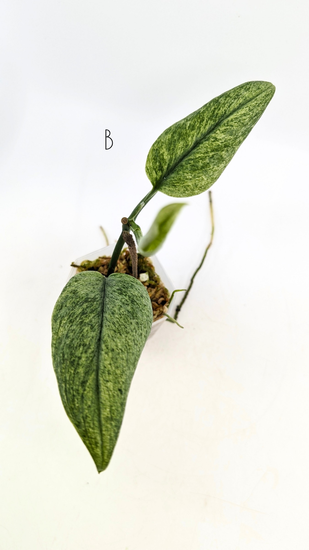 Scindapsus Treubii Moonlight Mint Varigated — The Leaf Gallery