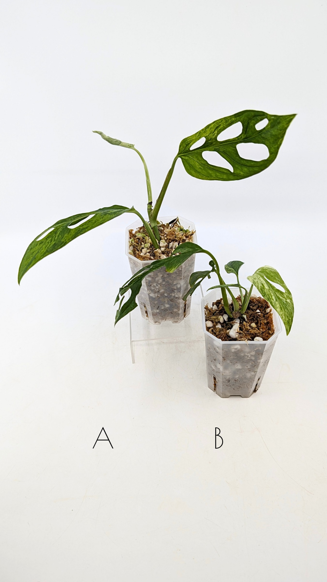 Monstera Adansonii Mint Mottled Variegation — The Leaf Gallery