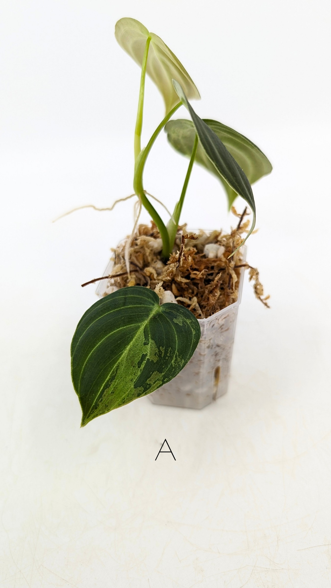 Rare Plants — The Leaf Gallery