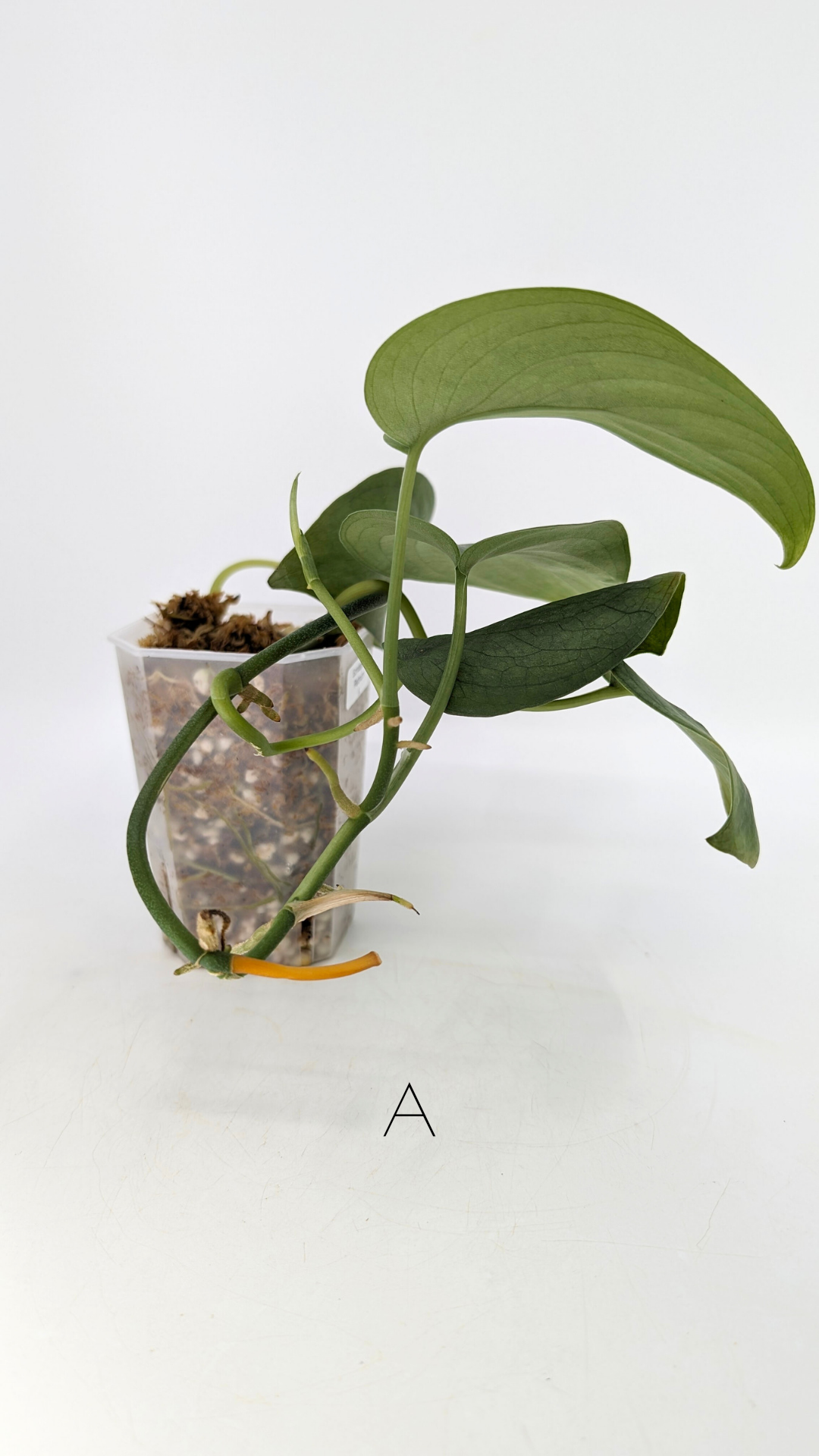 Scindapsus Platinum — The Leaf Gallery