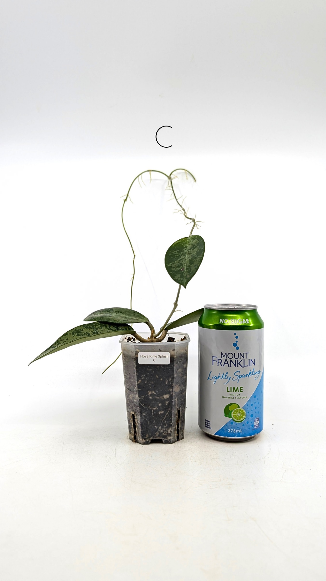 Hoya Rime Splash — The Leaf Gallery