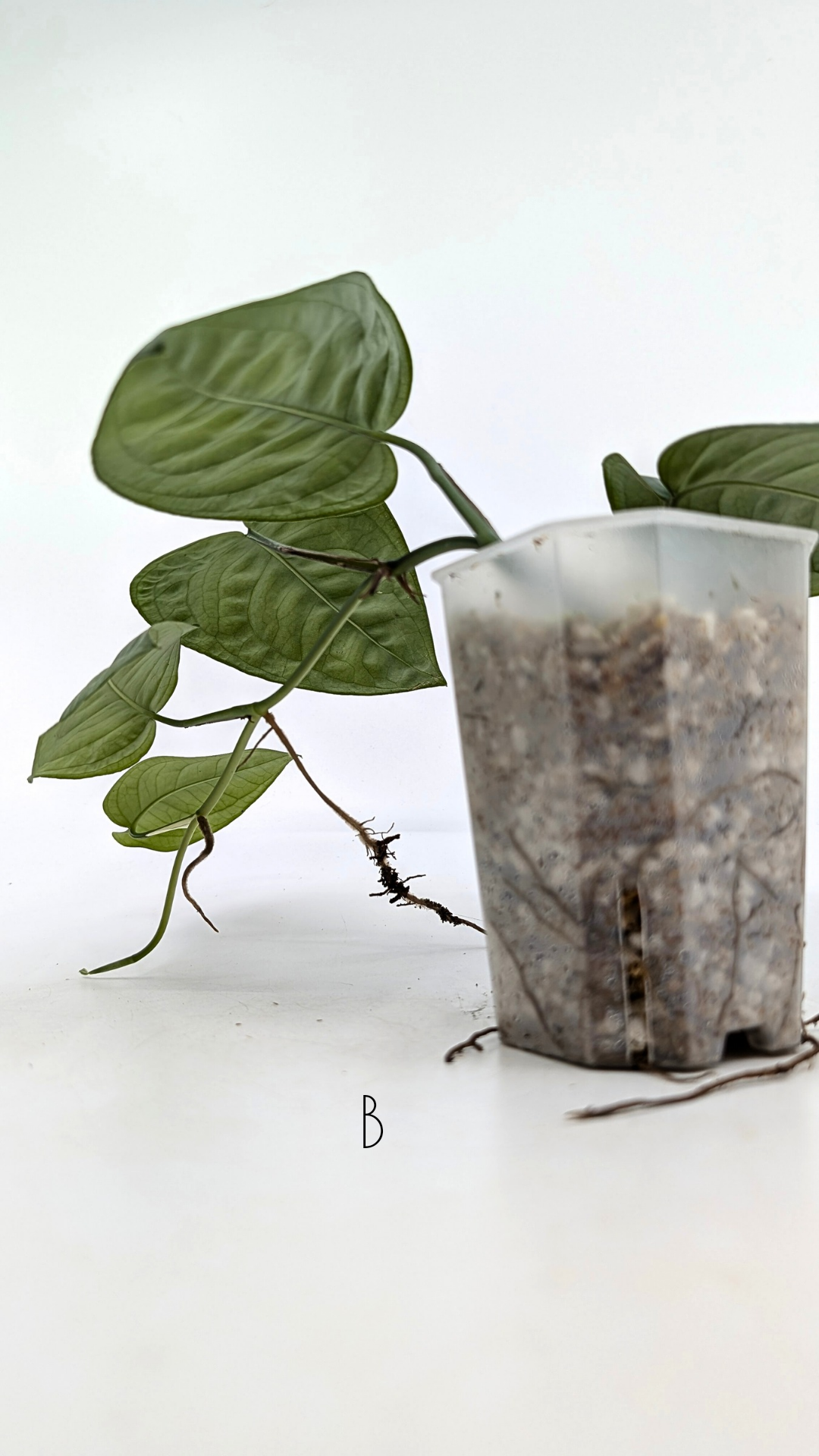 Anadendrum Affine — The Leaf Gallery