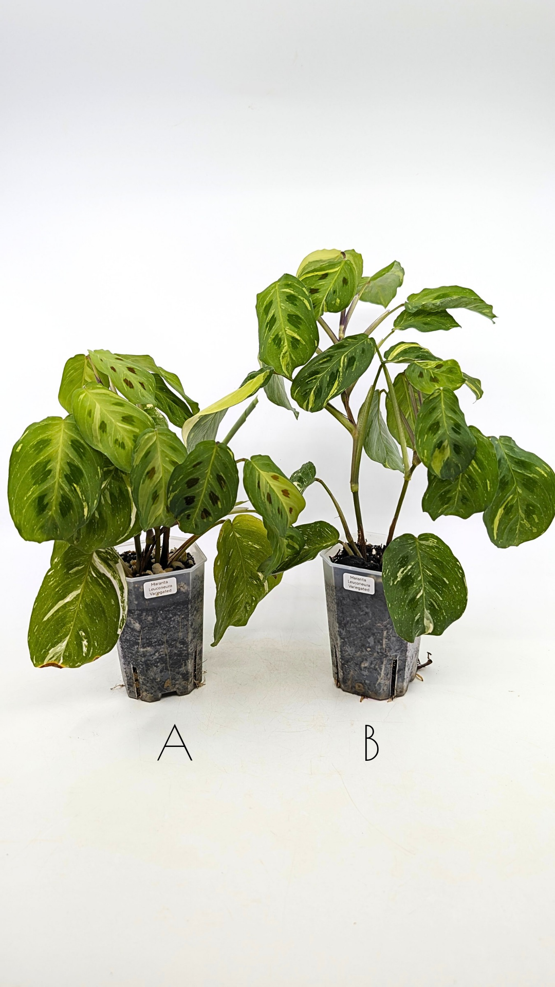 Maranta Leuconeura Variegated — The Leaf Gallery