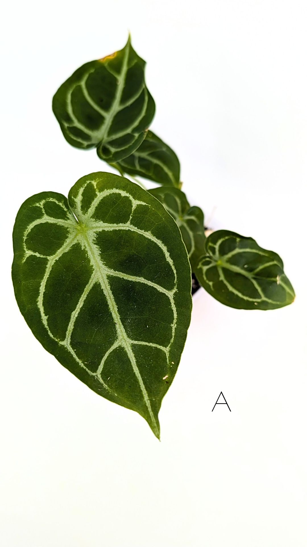 Anthurium Dark Forgetii X Silver Blush seedlings — The Leaf Gallery