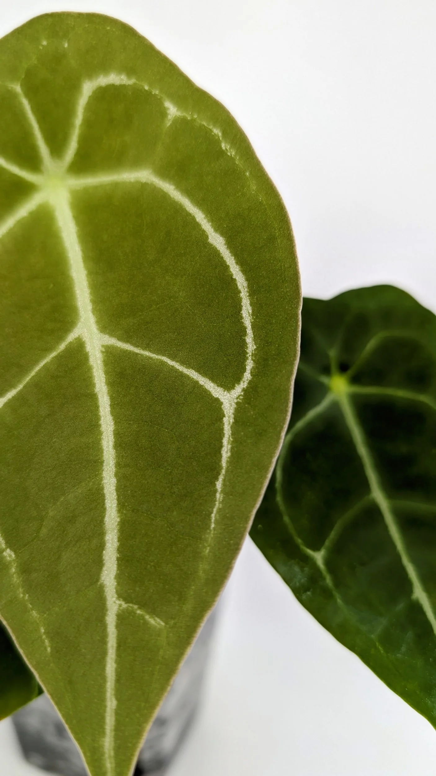Anthurium Dark Forgetii Pure — The Leaf Gallery