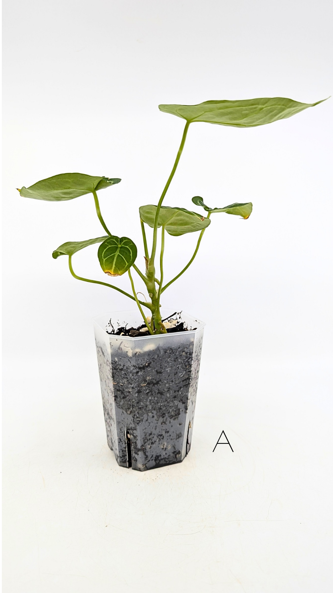 Anthurium Dark Forgetii X Silver Blush seedlings — The Leaf Gallery