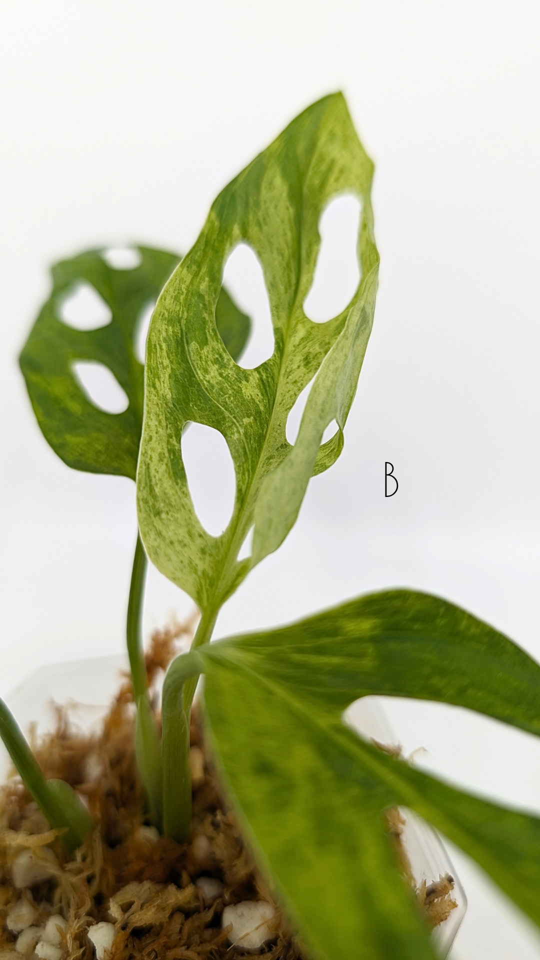 Monstera Adansonii Indonesia Form Mottled Mint Varigated — The Leaf Gallery