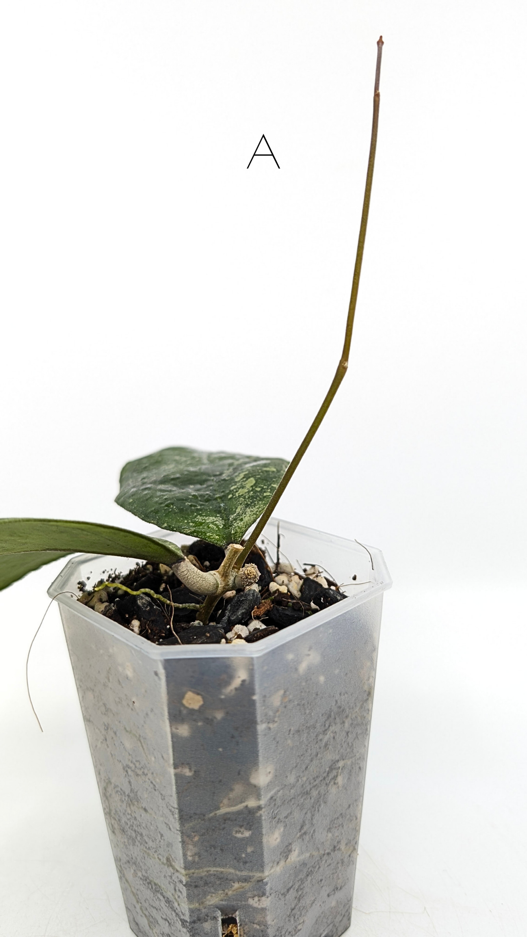 Hoya Sp Chicken Farm — The Leaf Gallery