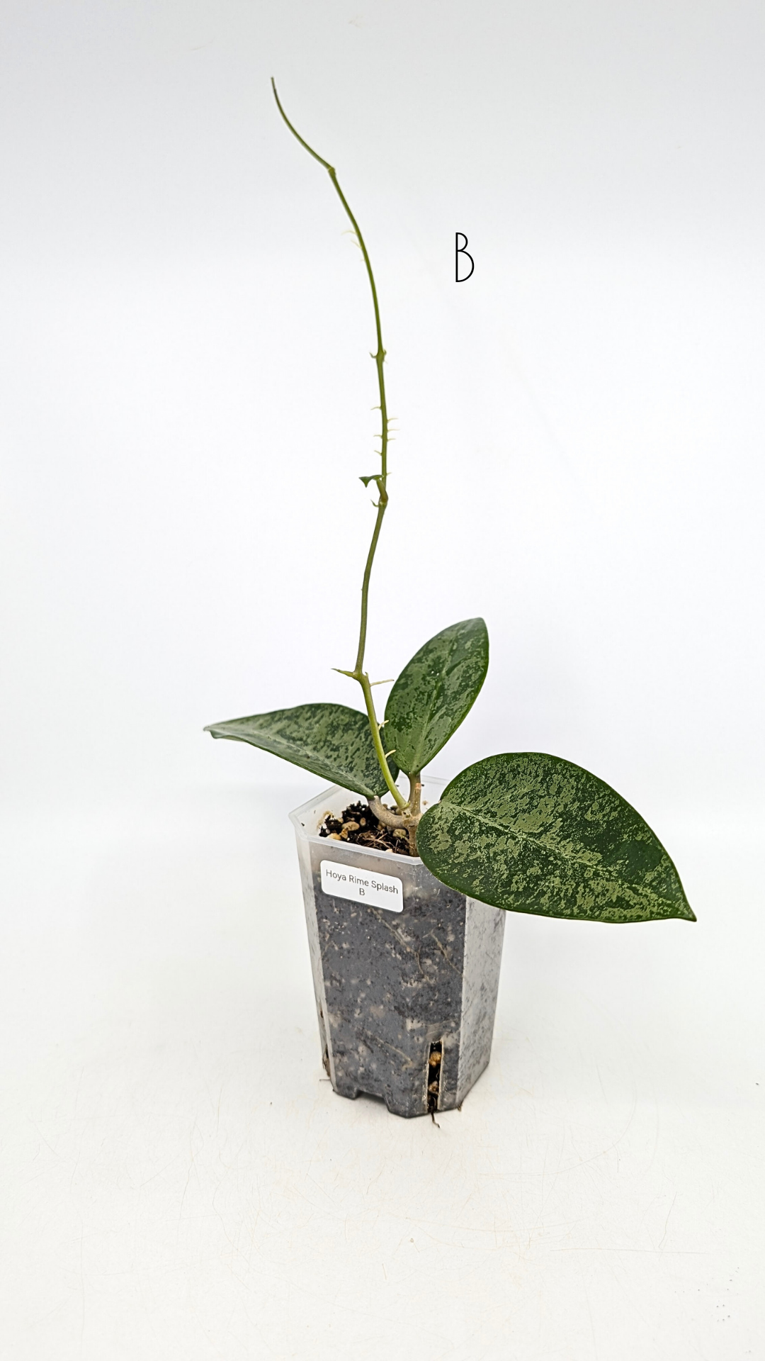 Hoya Rime Splash — The Leaf Gallery