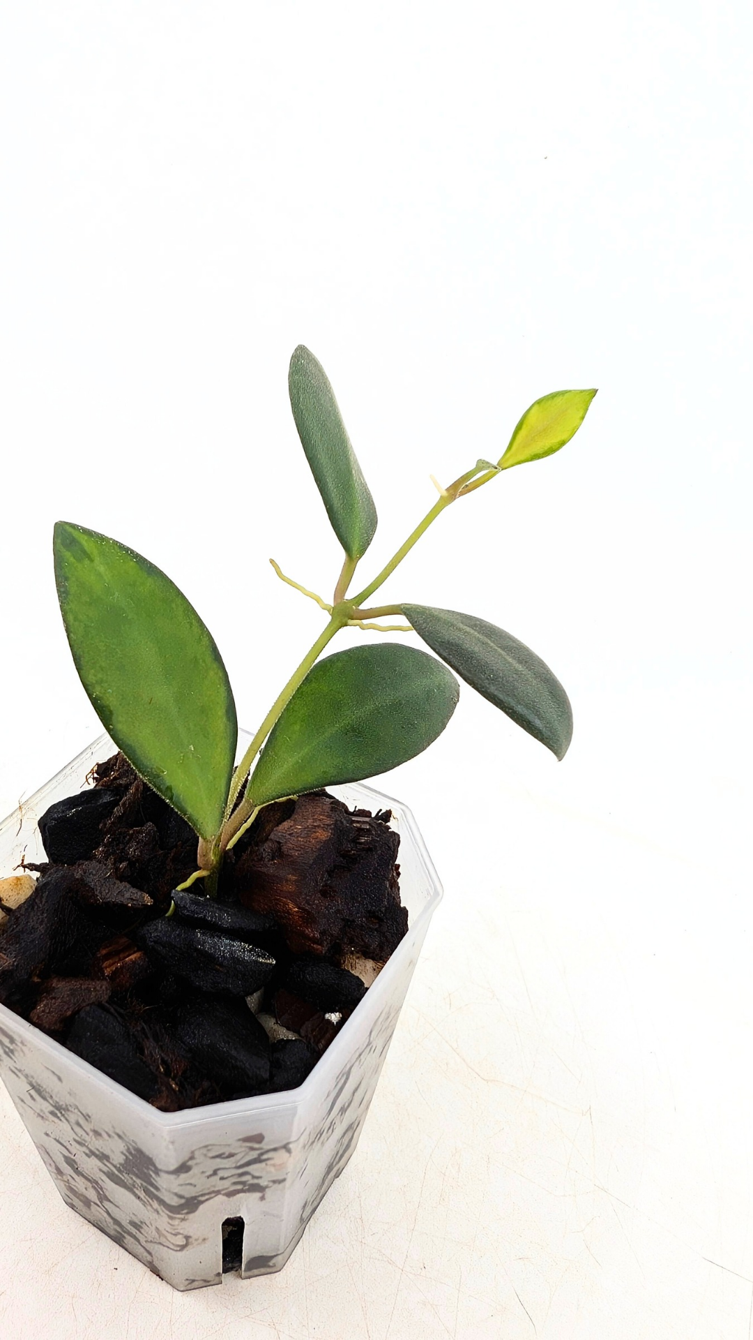 Hoya Sp. Aff Burtoniae DS-70 Variegated — The Leaf Gallery