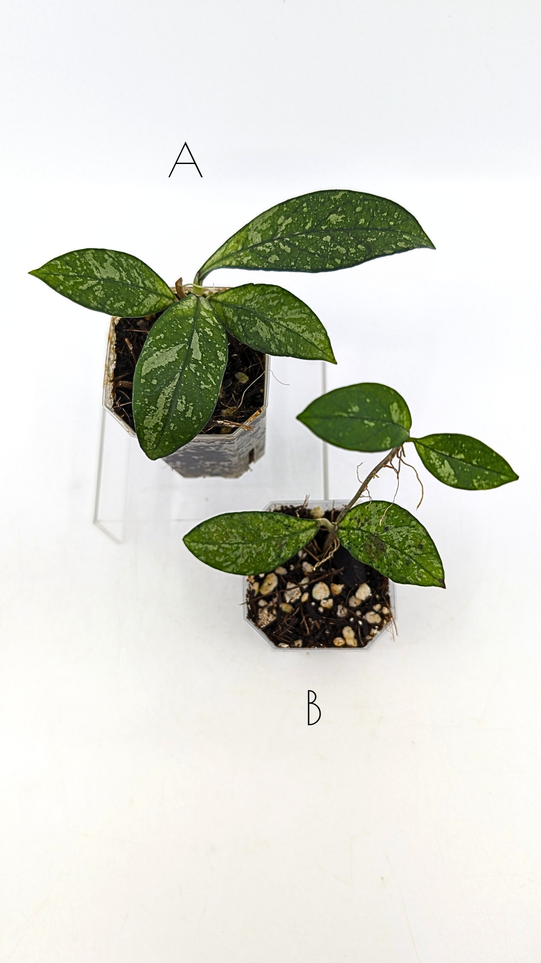 Hoya Crassipetiolata Splash — The Leaf Gallery