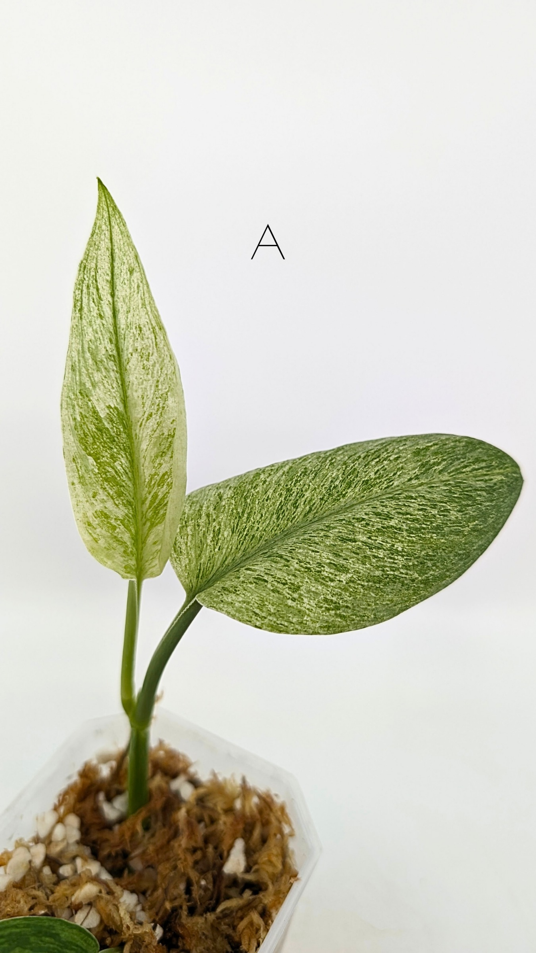 Scindapsus Treubii Moonlight Mint Varigated — The Leaf Gallery