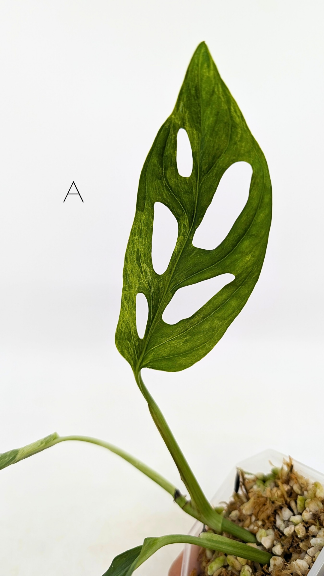 Monstera Adansonii Mint Mottled Variegation — The Leaf Gallery