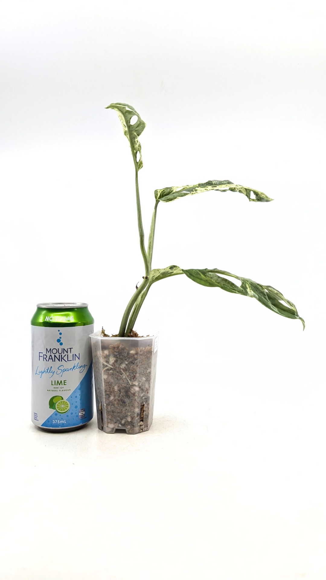 Monstera Adansonii Mint Mottled Variegation — The Leaf Gallery