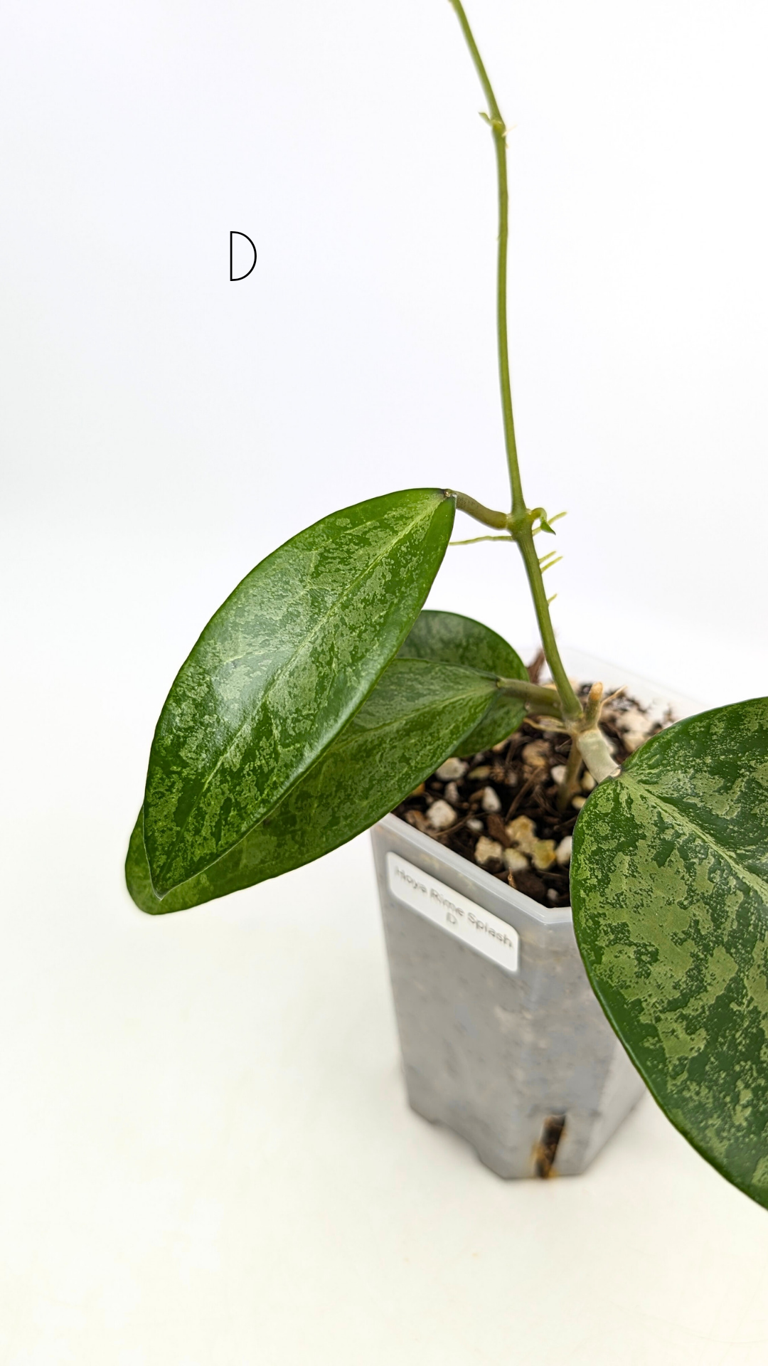 Hoya Rime Splash — The Leaf Gallery