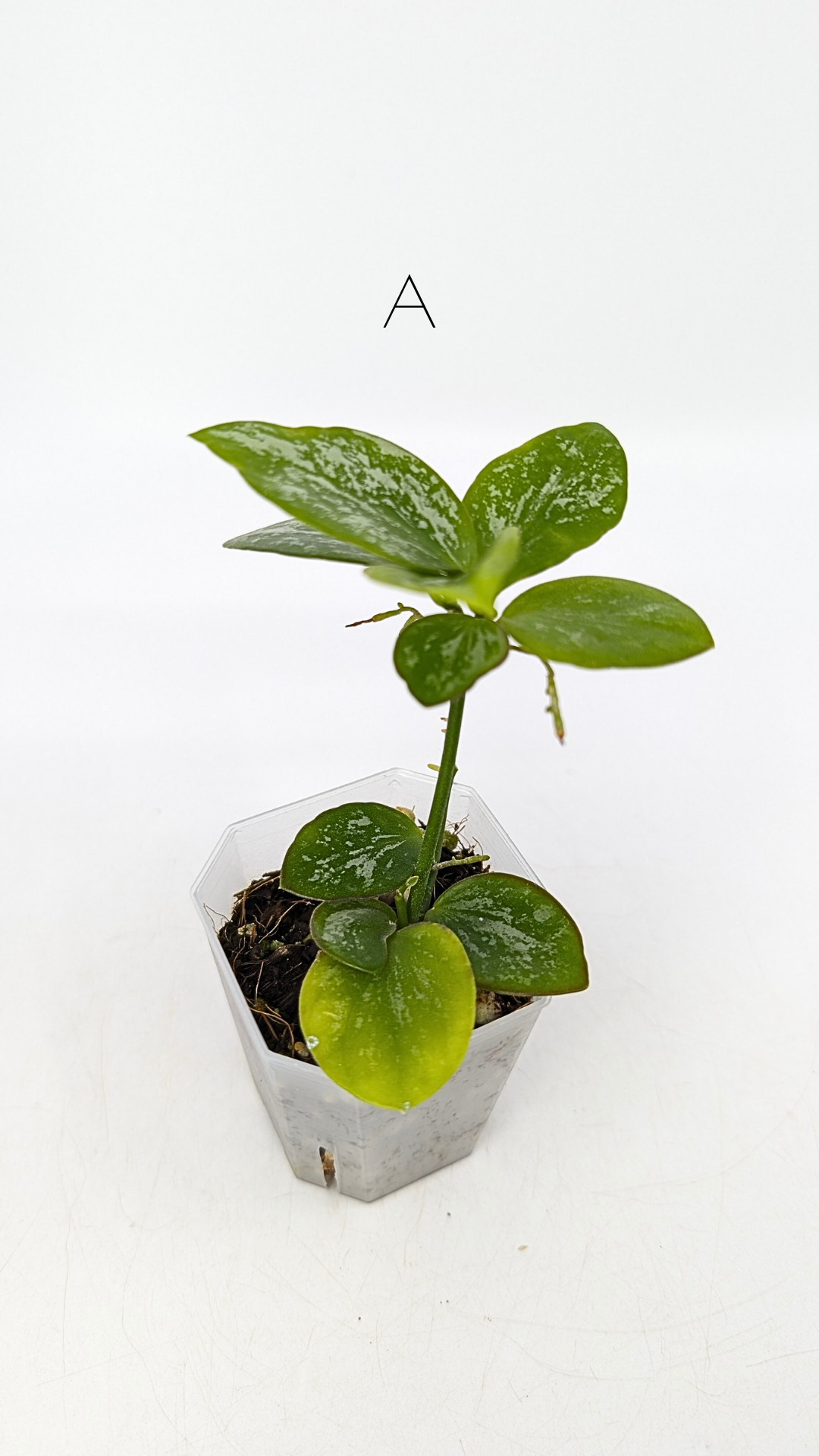 Hoya Collina Biak Irian Jaya IML1187 — The Leaf Gallery