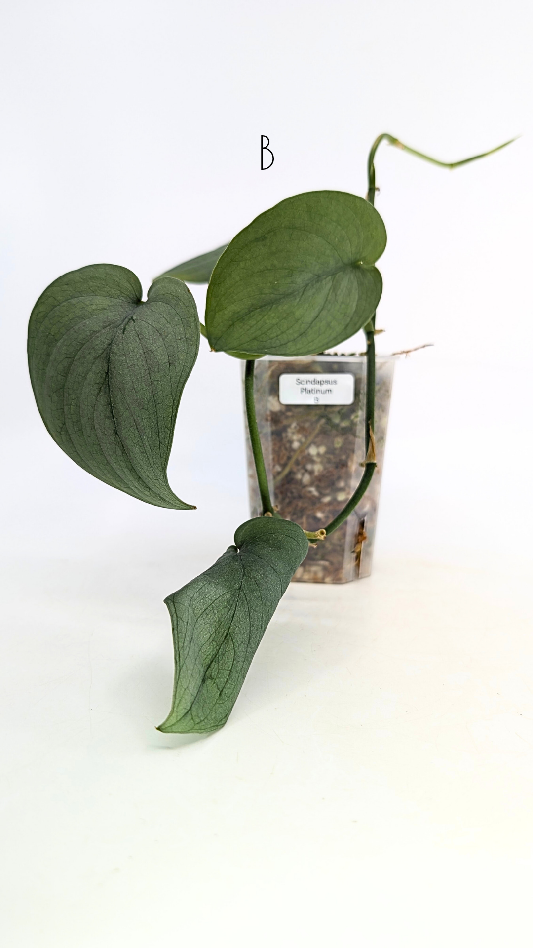 Scindapsus Platinum — The Leaf Gallery