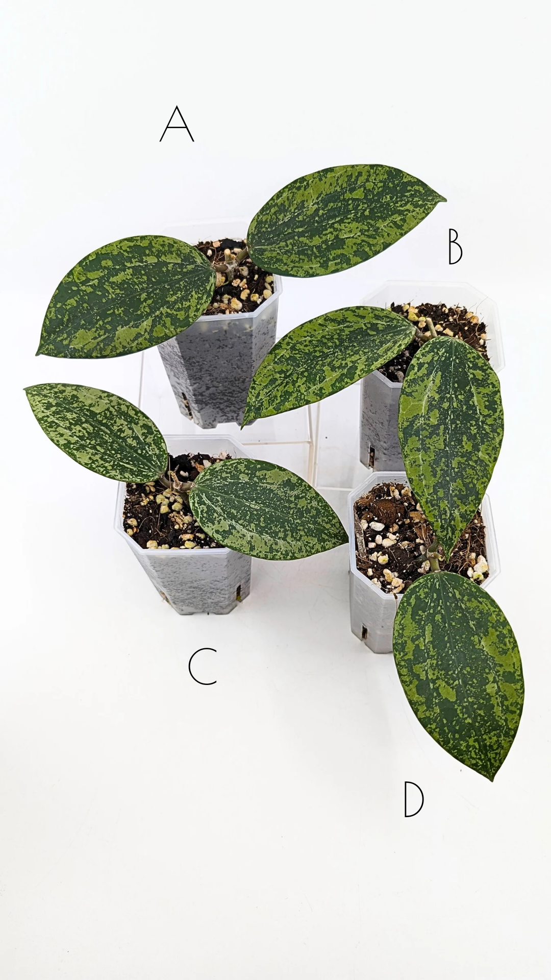 Hoya Rangsan — The Leaf Gallery