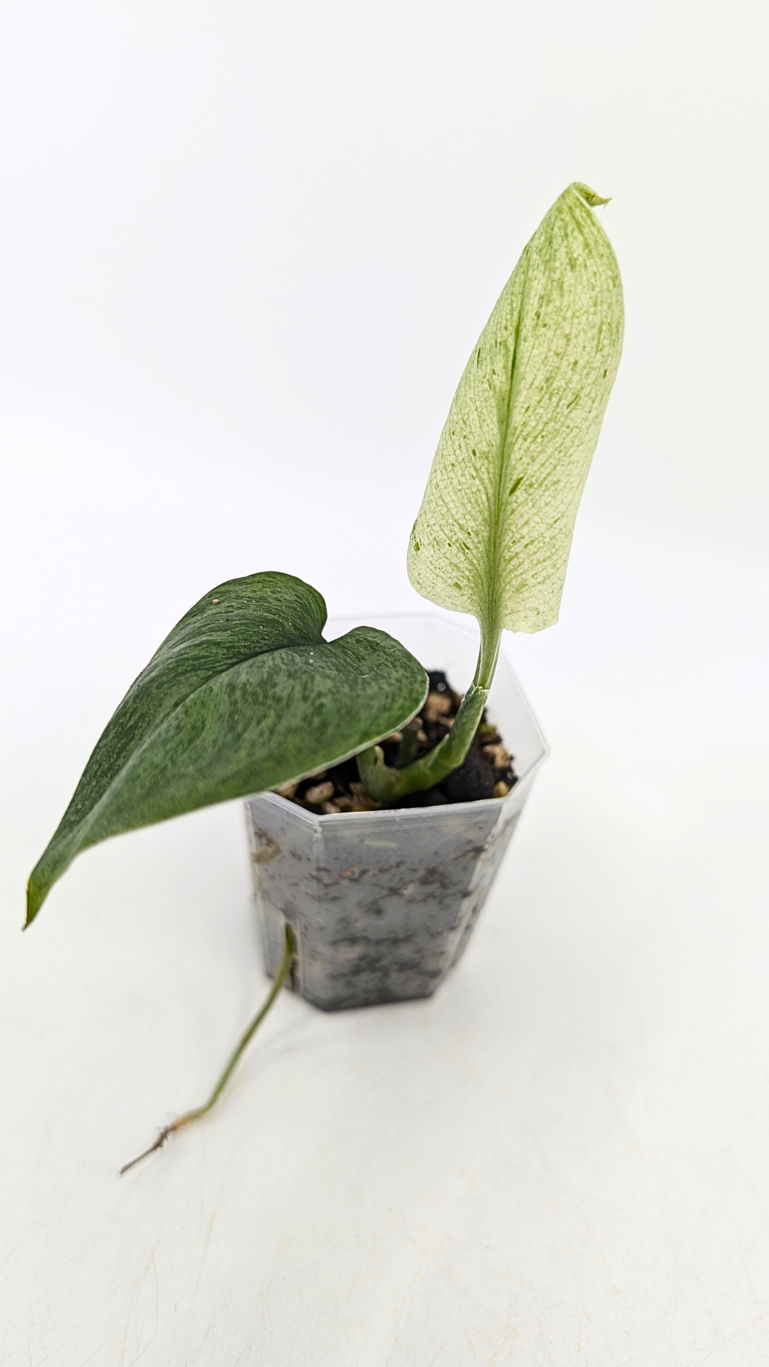 Scindapsus Treubii Moonlight Mint Varigated — The Leaf Gallery