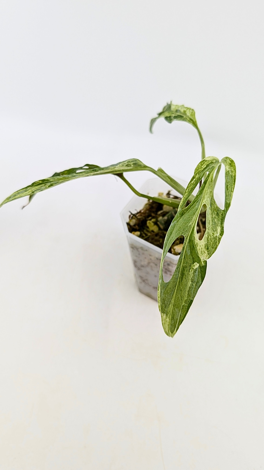 Monstera Adansonii Indonesia Form Mottled Mint Varigated — The Leaf Gallery