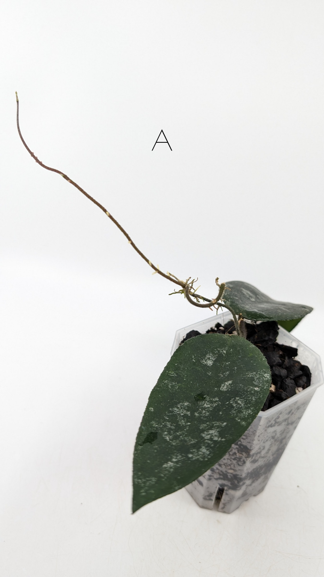 Hoya Caudata Sp Sumatra — The Leaf Gallery