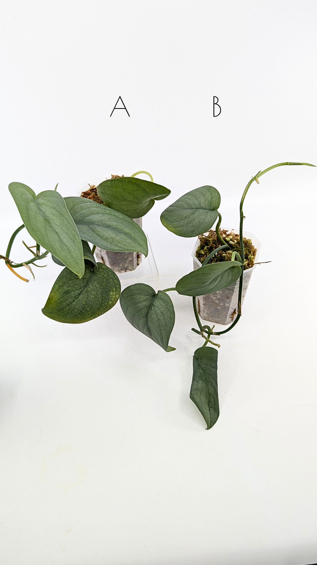 Scindapsus Platinum — The Leaf Gallery