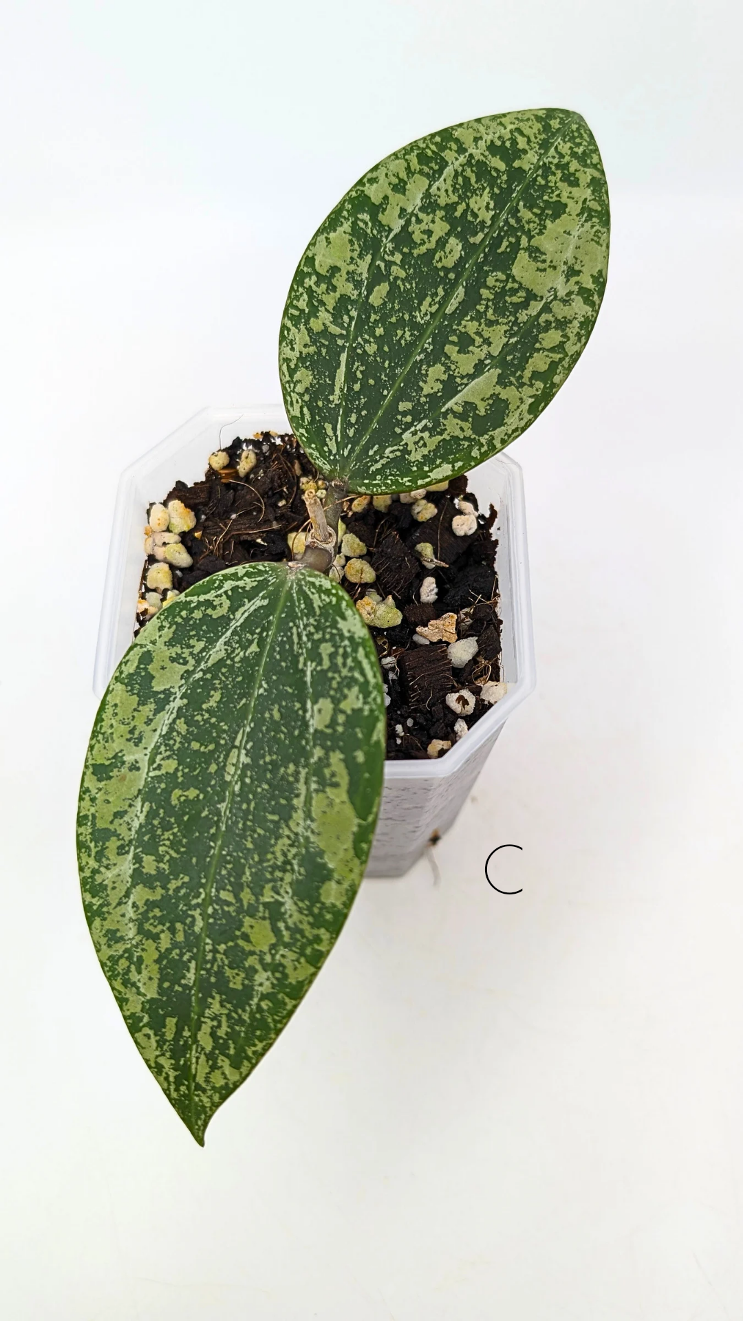 Hoya Rangsan — The Leaf Gallery