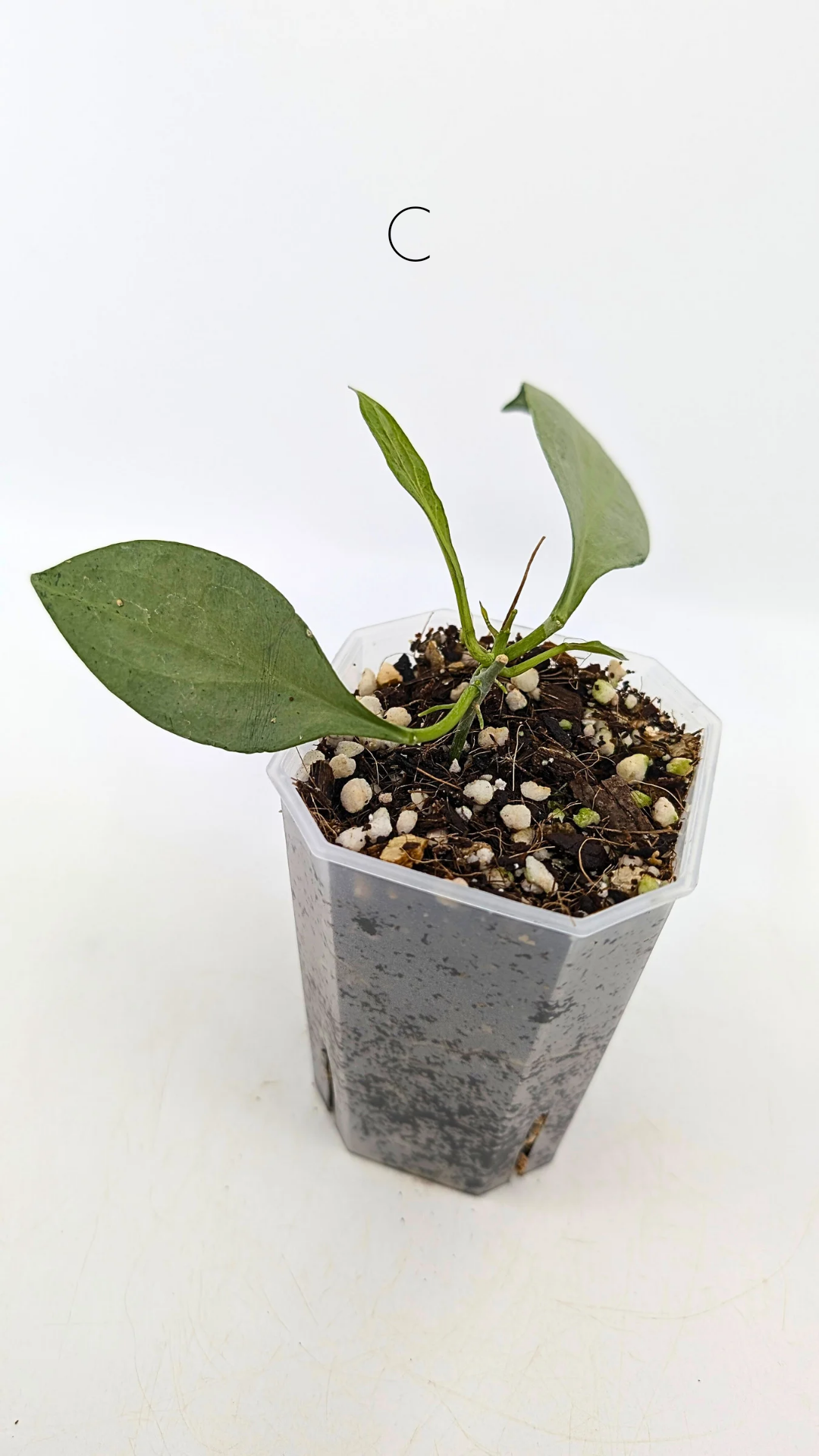 Hoya Nicholsoniae New Guinea Ghost — The Leaf Gallery