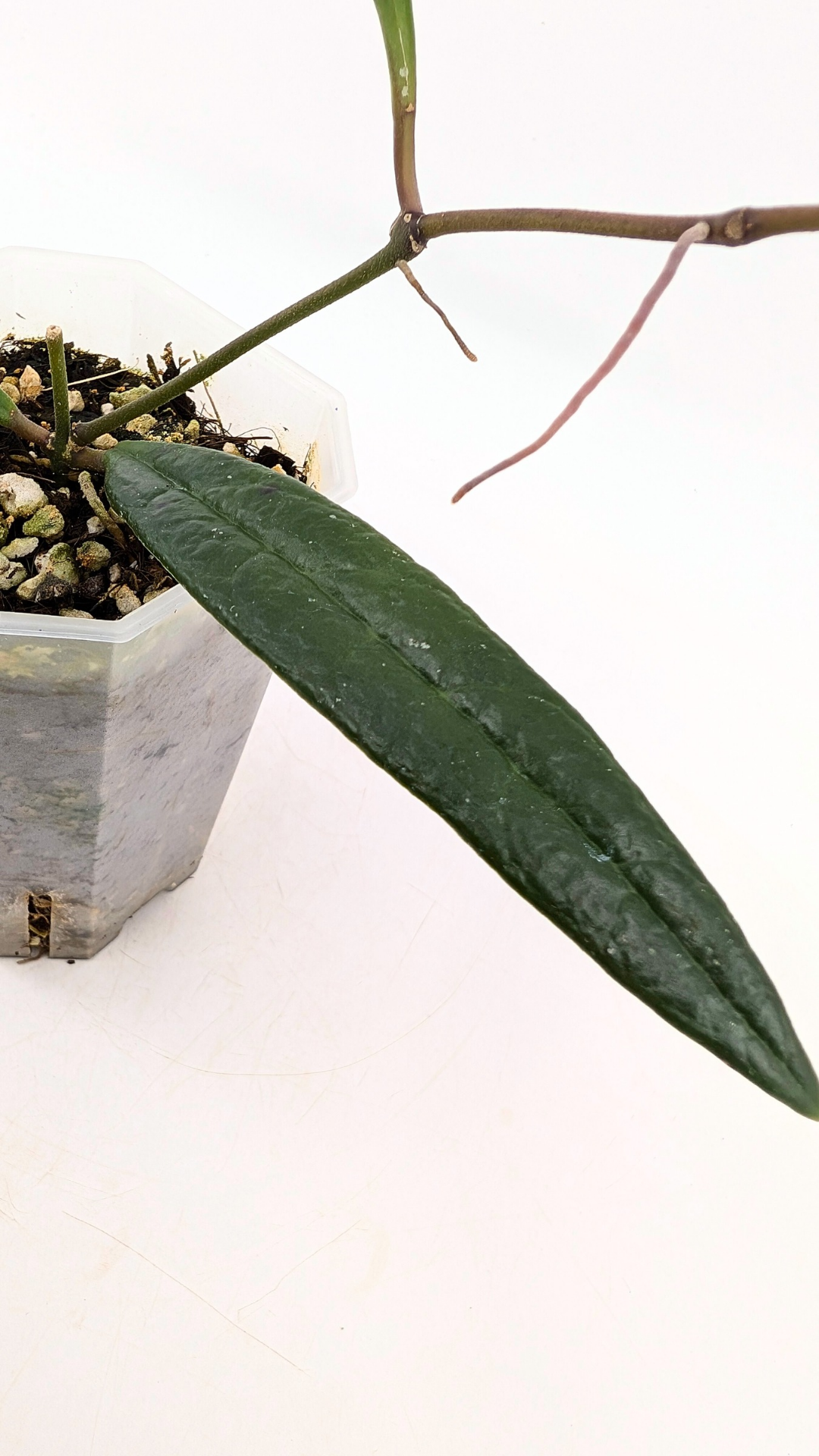 Hoya Sulawesiana — The Leaf Gallery
