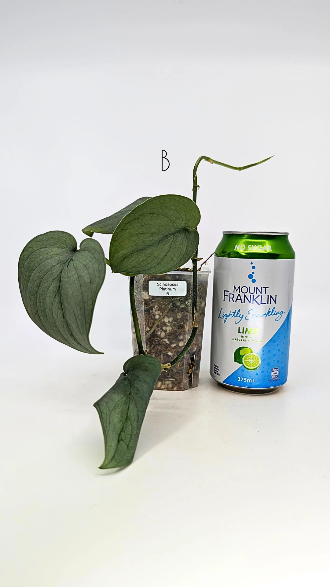 Scindapsus Platinum — The Leaf Gallery