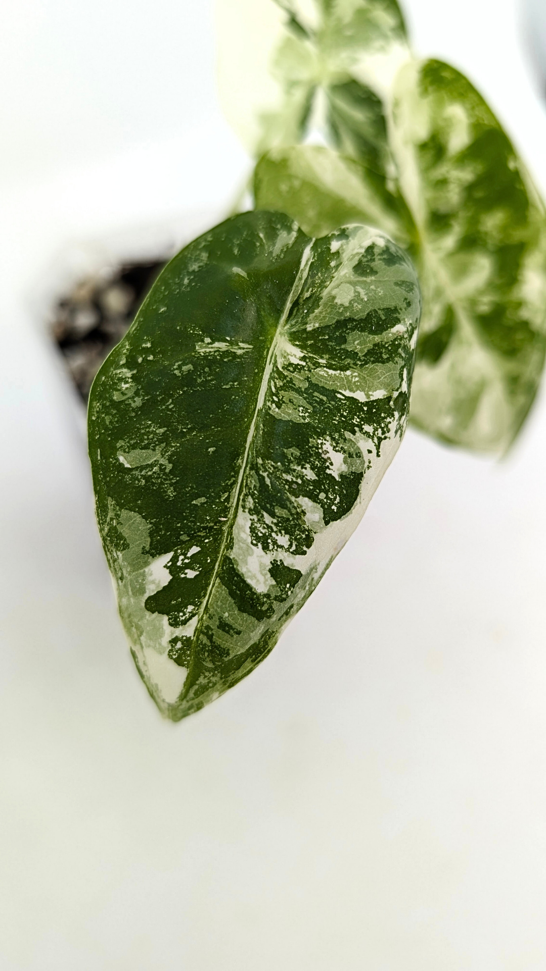 Alocasia Frydek Variegated — The Leaf Gallery