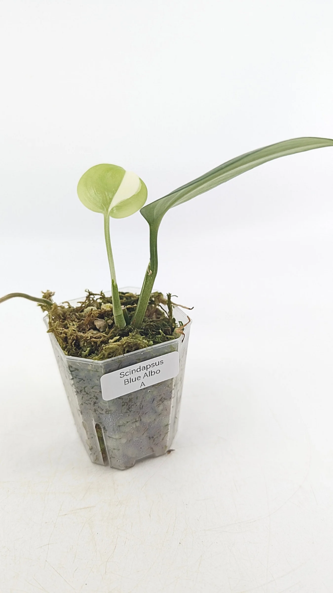 Scindapsus Blue Albo Varigated — The Leaf Gallery