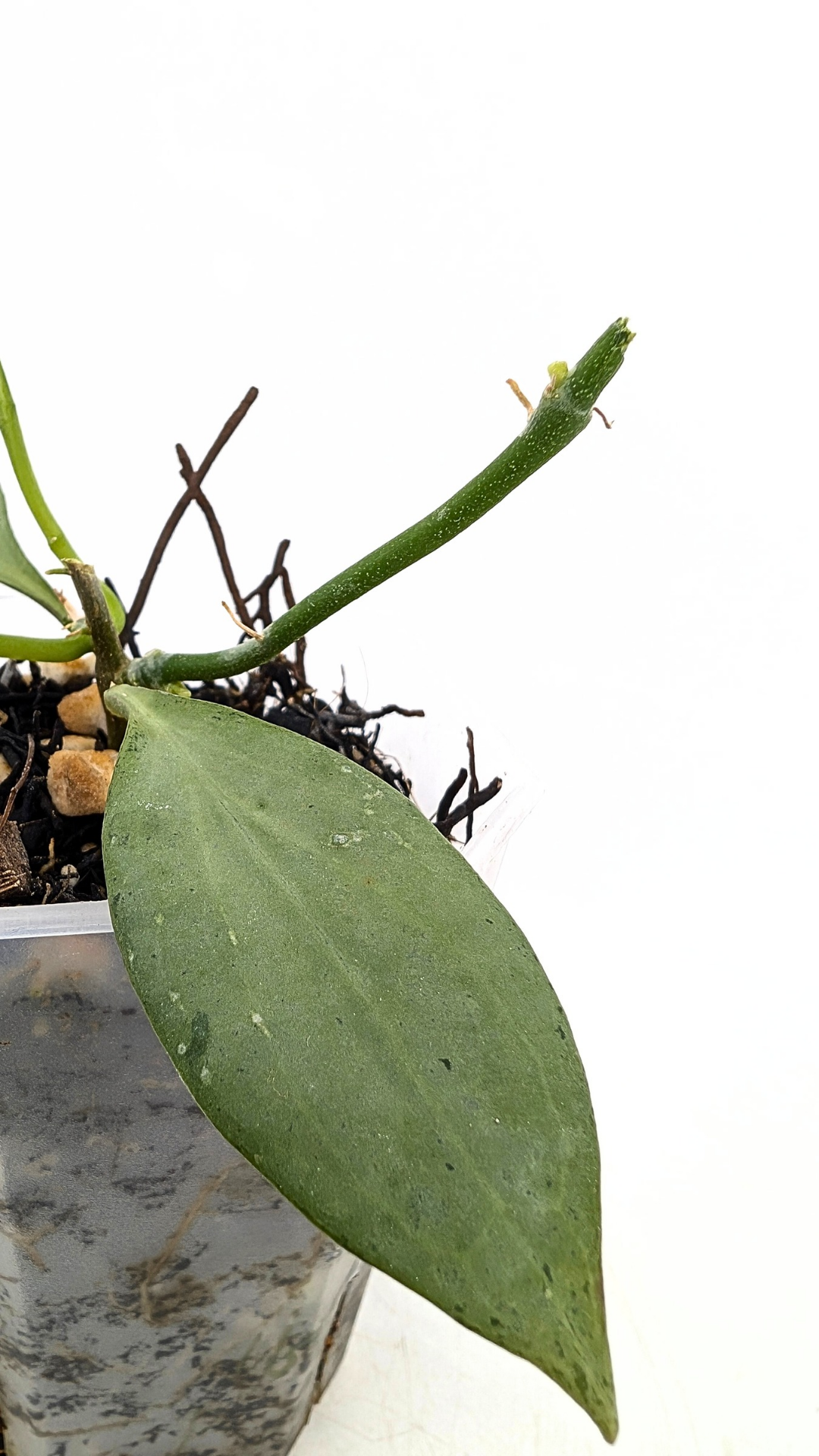 Hoya Nicholsoniae New Guinea Ghost — The Leaf Gallery