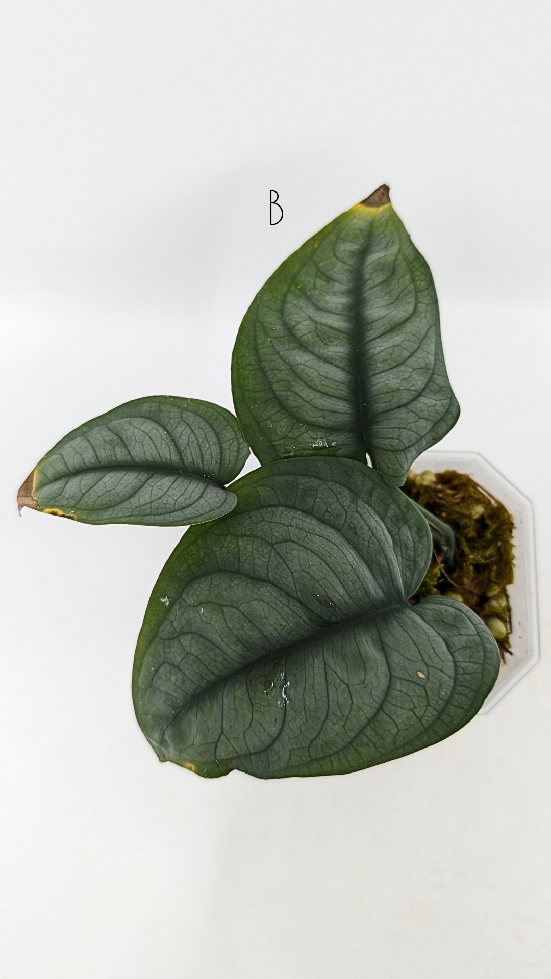 Anadendrum Affine — The Leaf Gallery