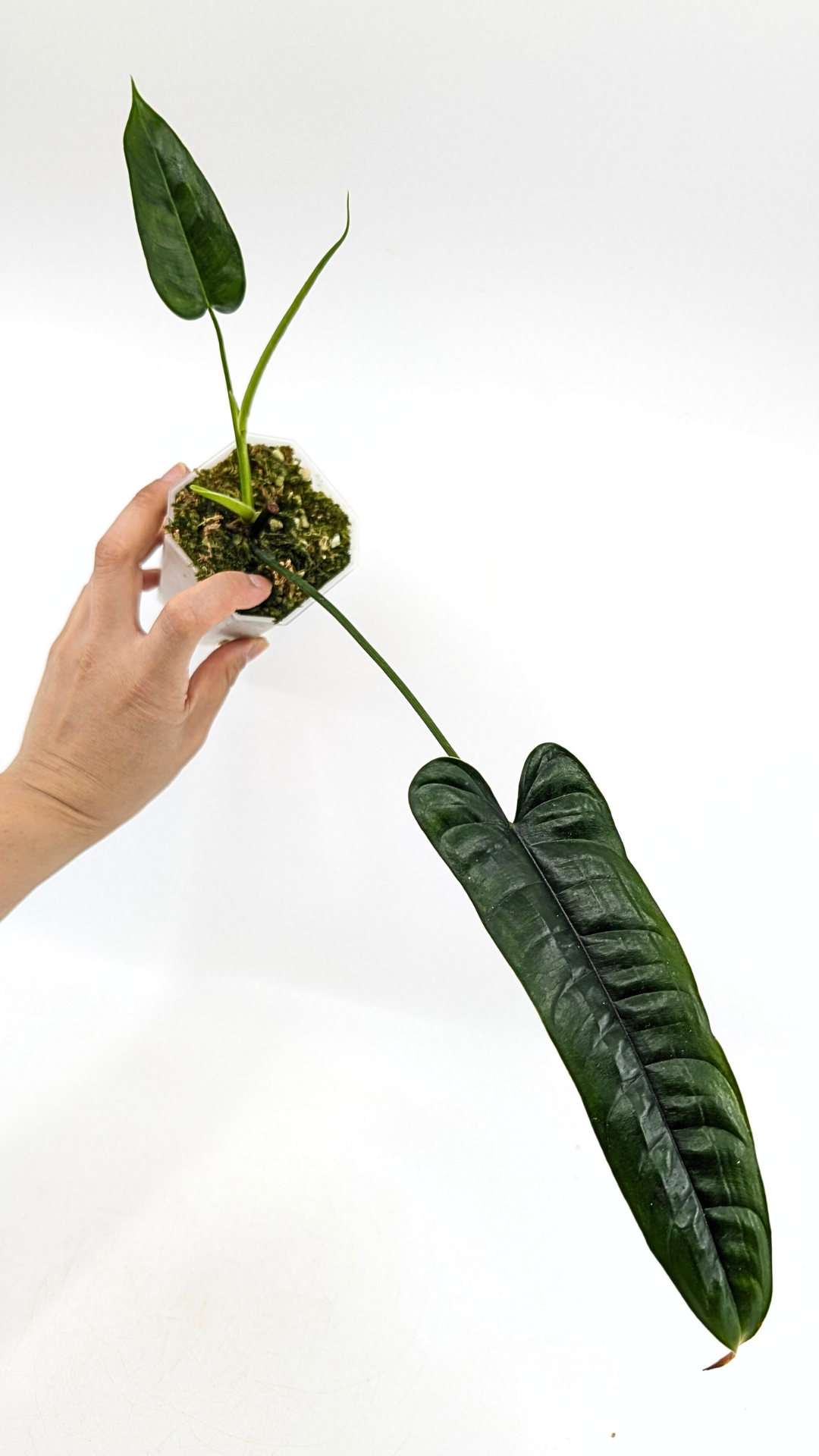 Philodendron Felix — The Leaf Gallery