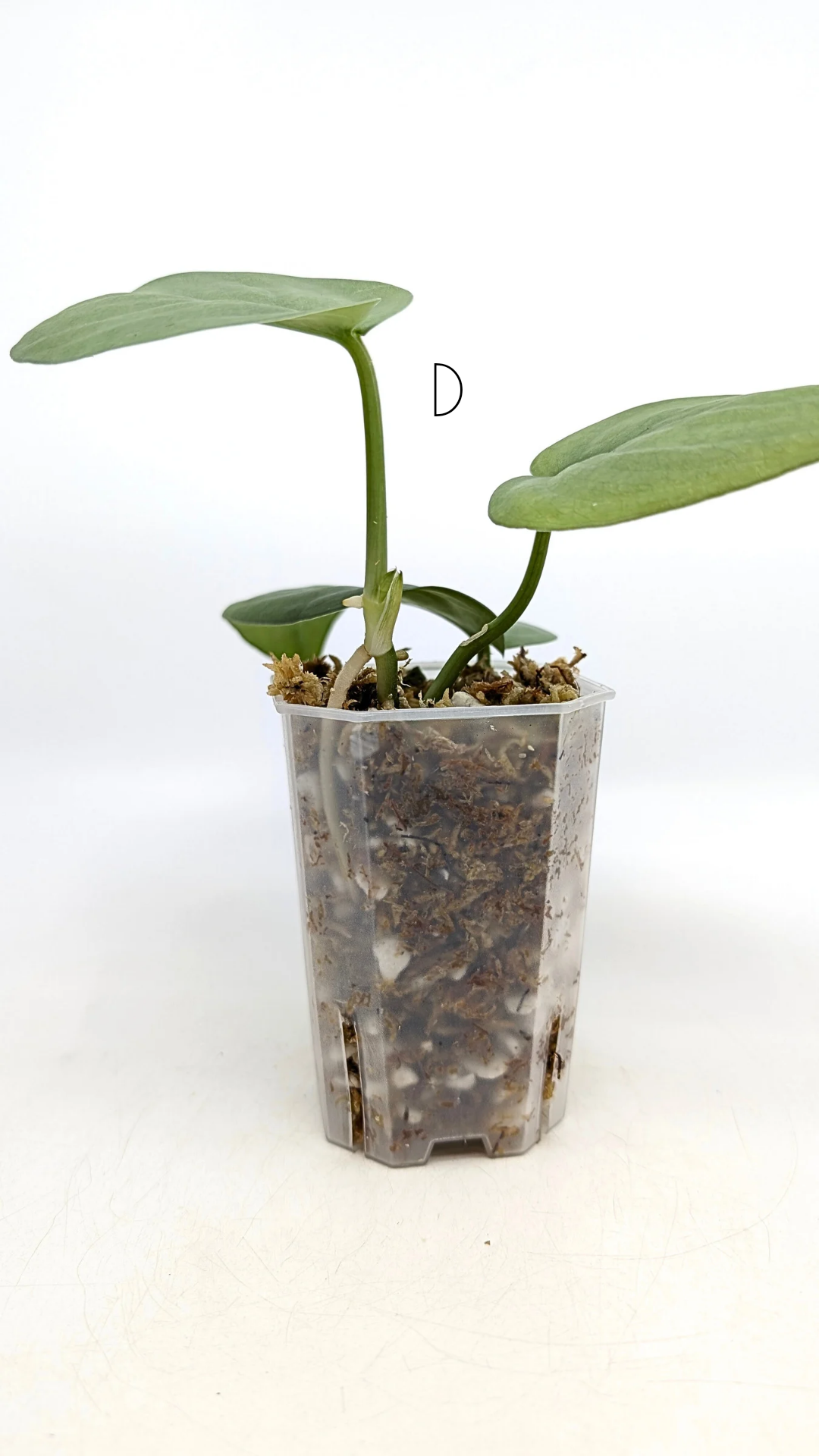 Scindapsus Platinum — The Leaf Gallery