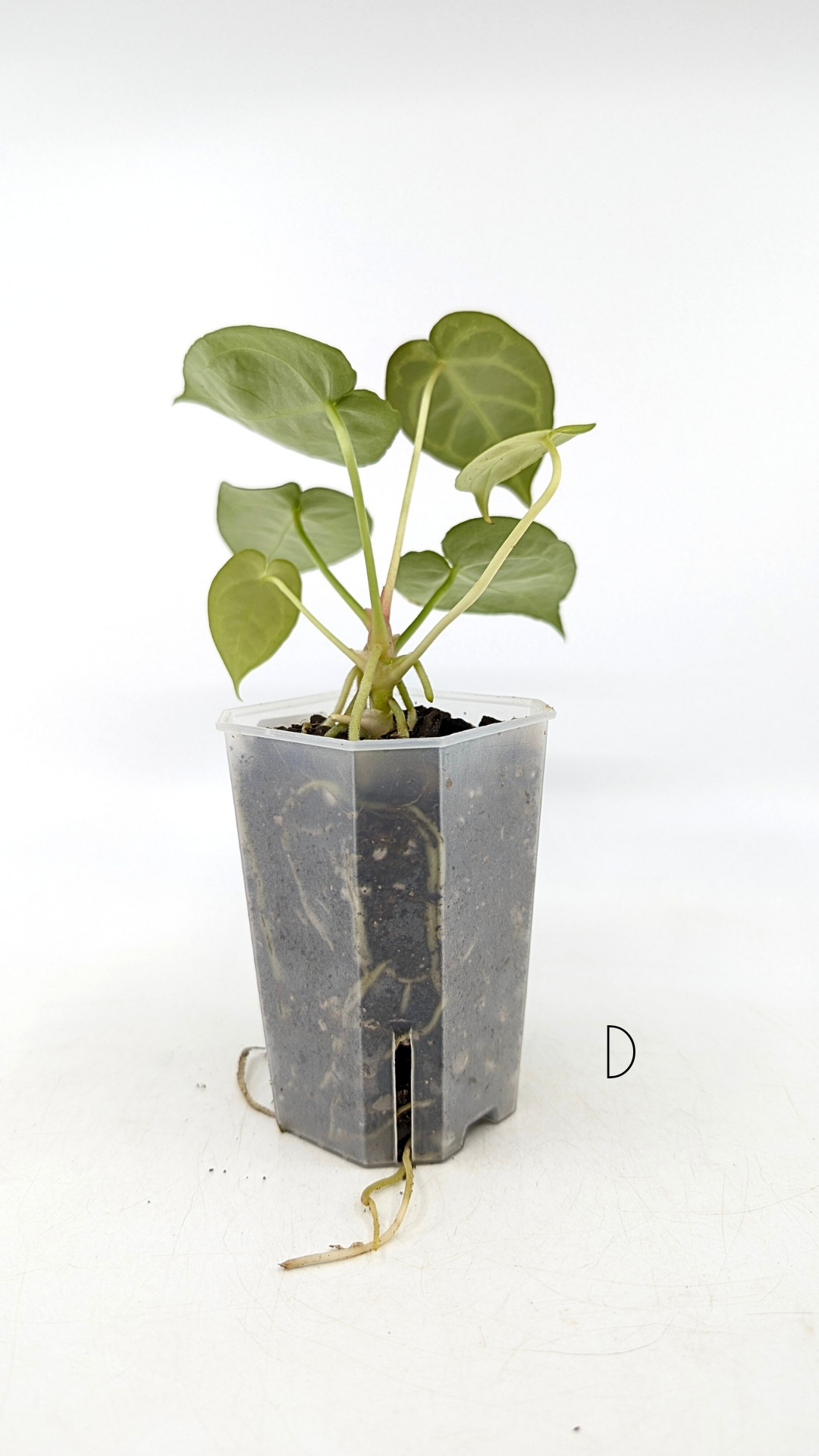 Anthurium Hybrid Dark Forgetii X Silver Blush — The Leaf Gallery