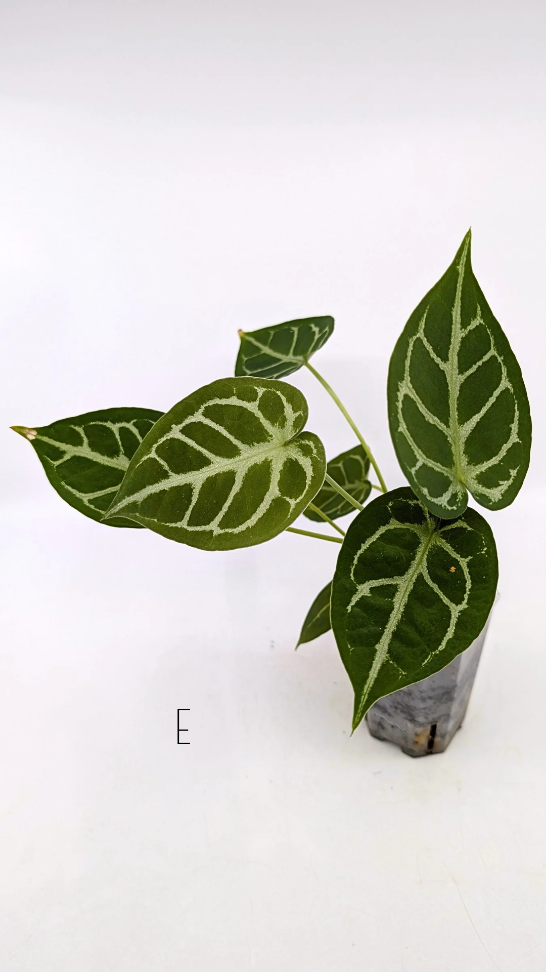 Anthurium Hybrid Dark Forgetii X Silver Blush — The Leaf Gallery