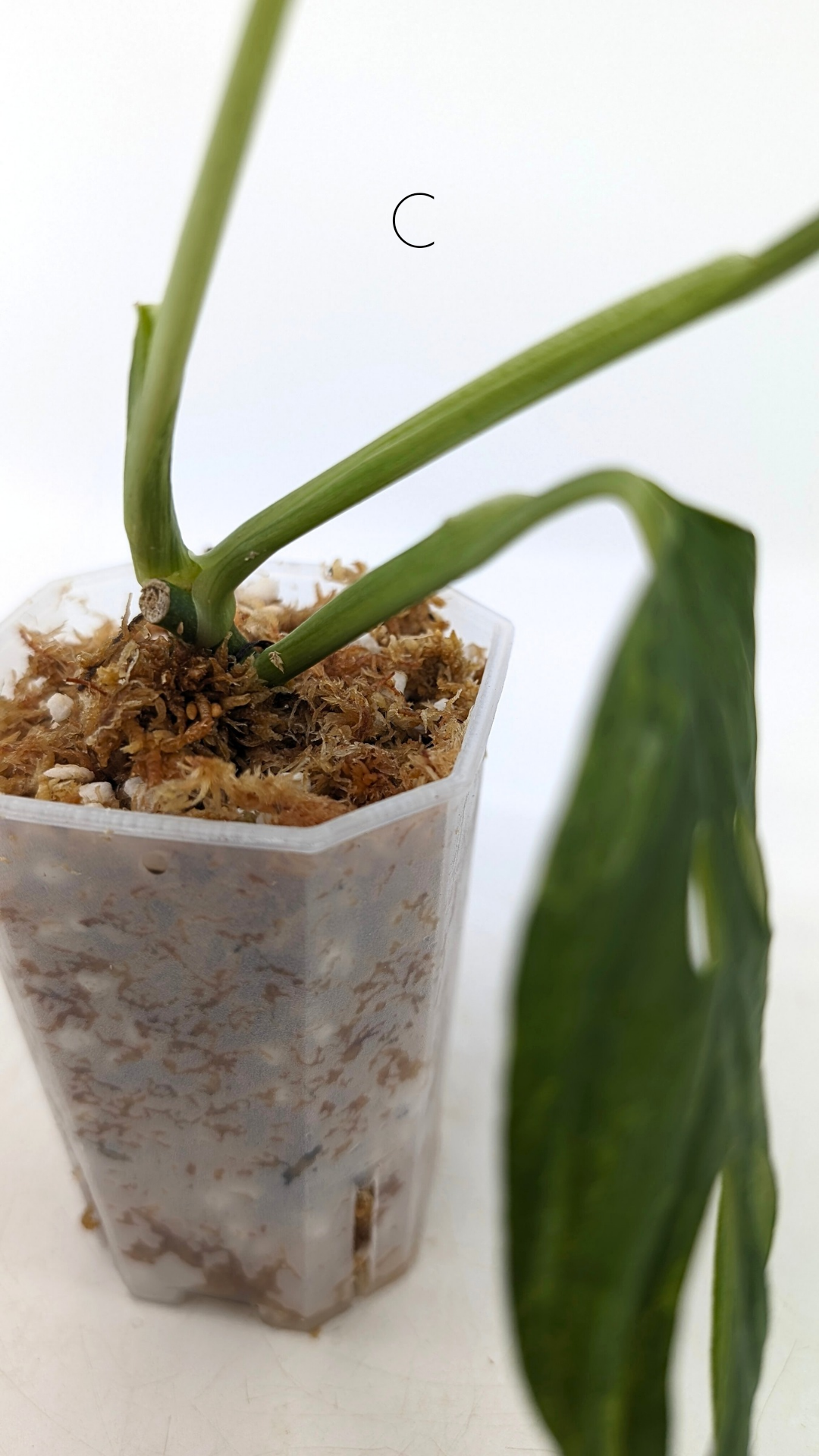 Monstera Adansonii Mottled Mint Varigation Indonesian Form — The Leaf ...