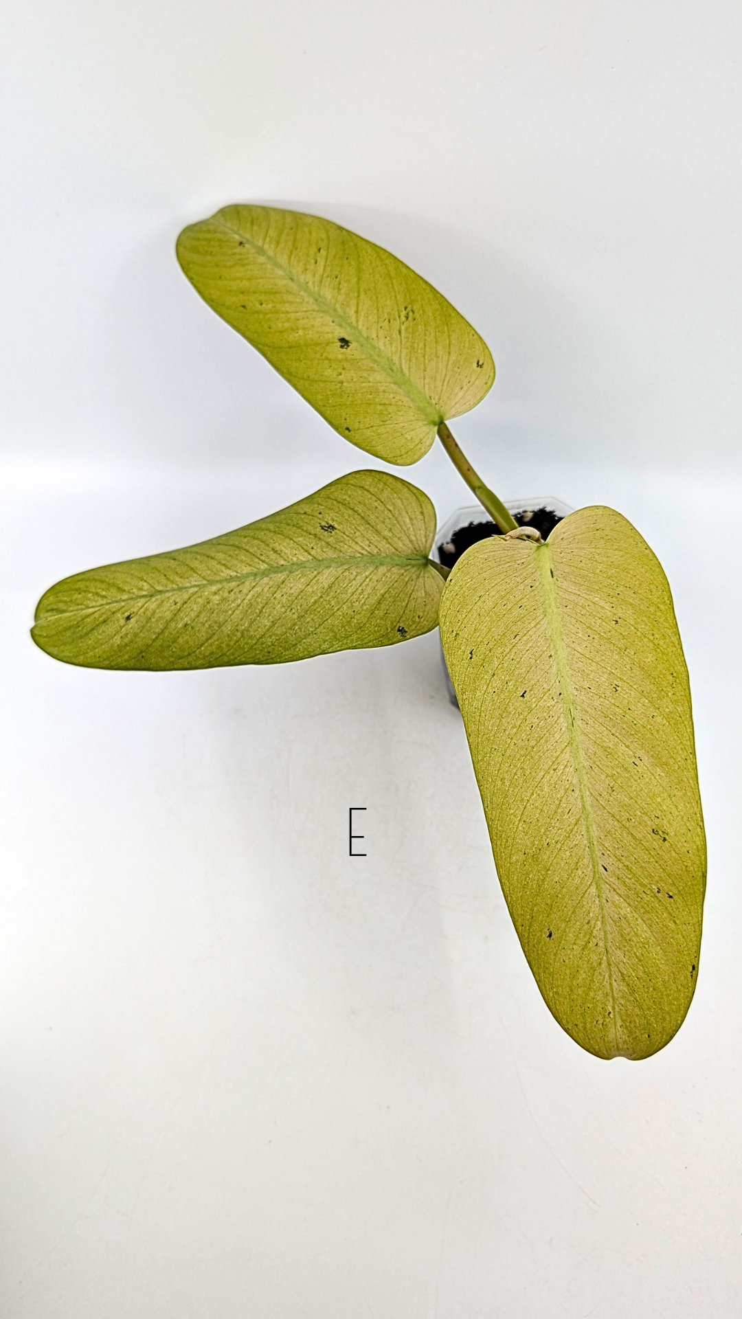 Philodendron Whipple Way — The Leaf Gallery