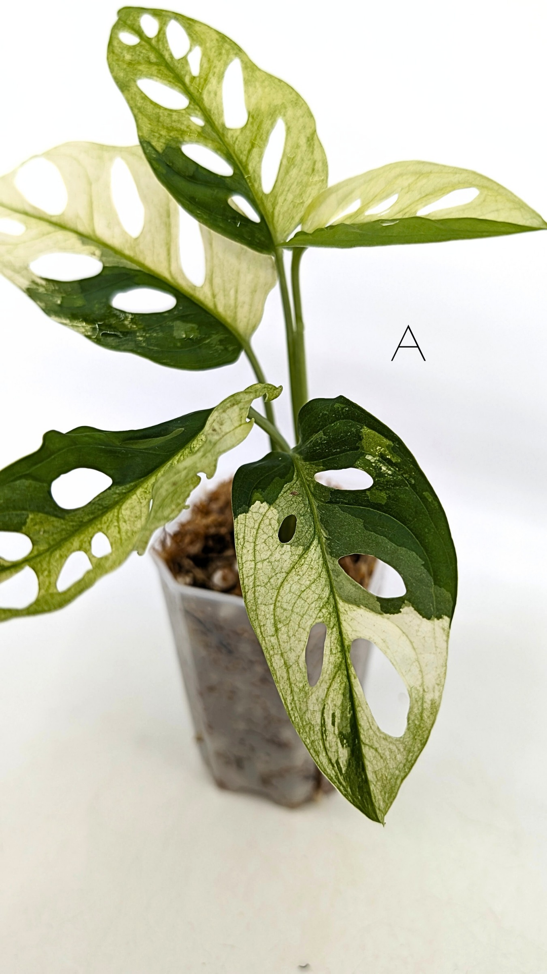 Monstera Adansonii Albo Varigated — The Leaf Gallery