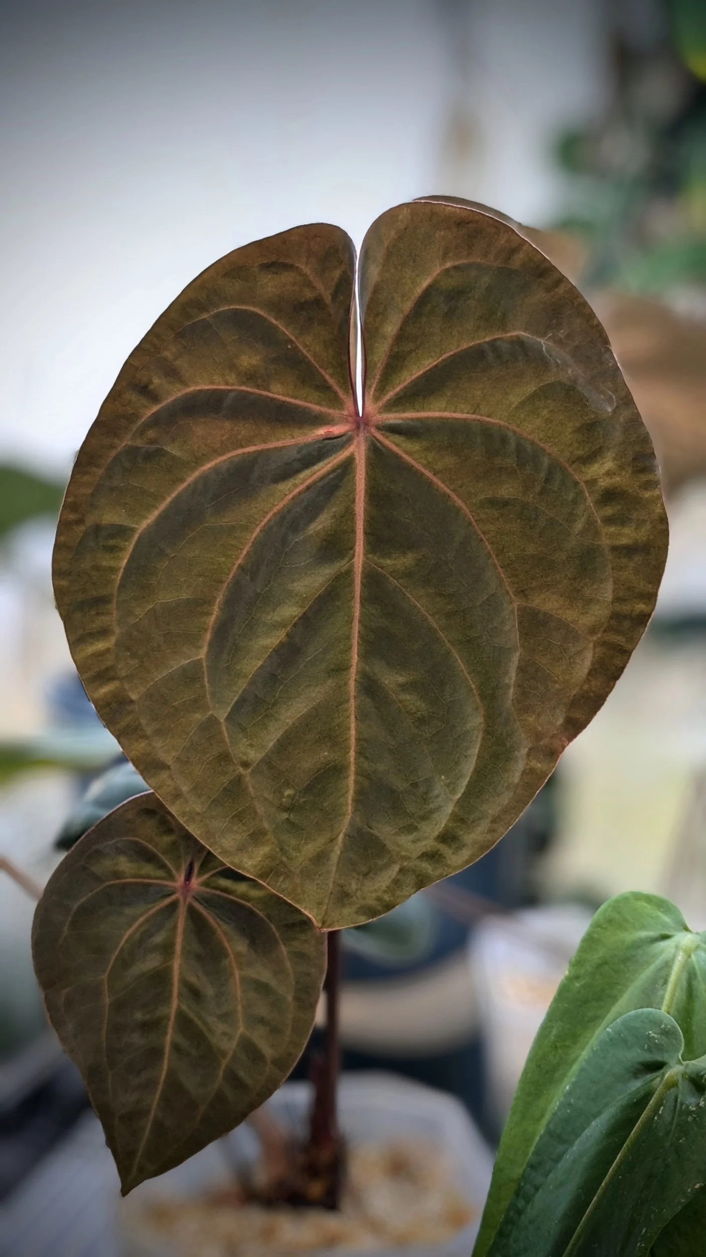 Anthurium Bloodmoon — The Leaf Gallery