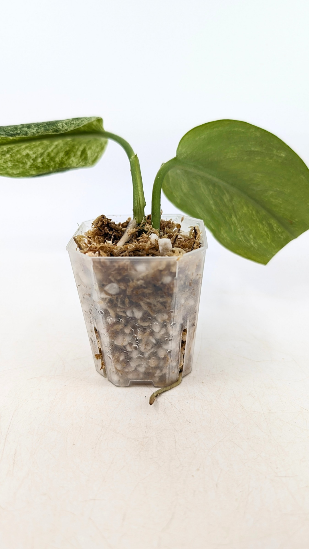 Scindapsus Treubii Moonlight Mint Varigated — The Leaf Gallery