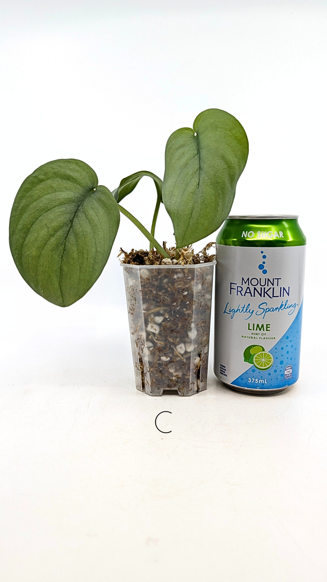 Scindapsus Platinum — The Leaf Gallery