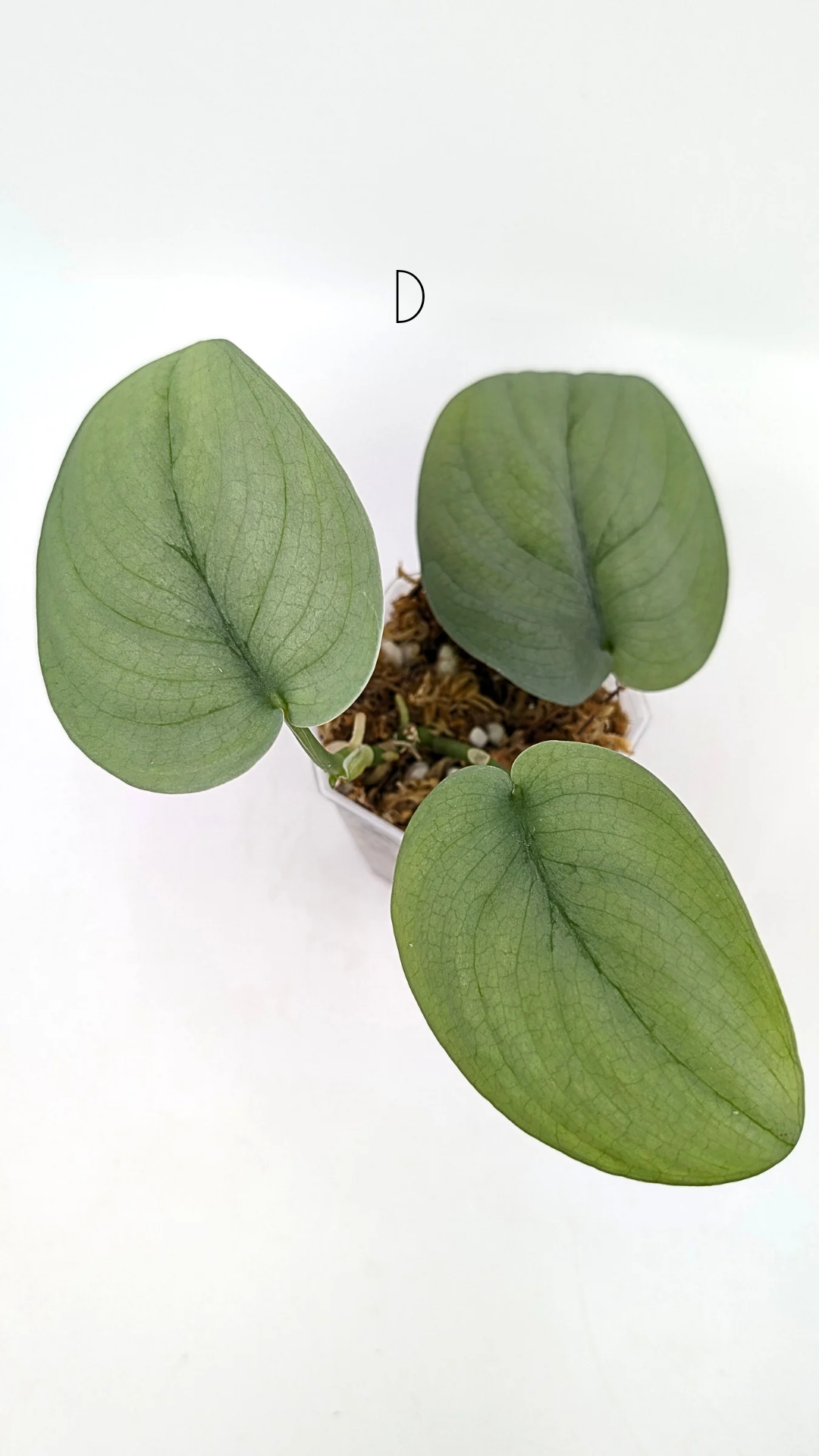 Scindapsus Platinum — The Leaf Gallery